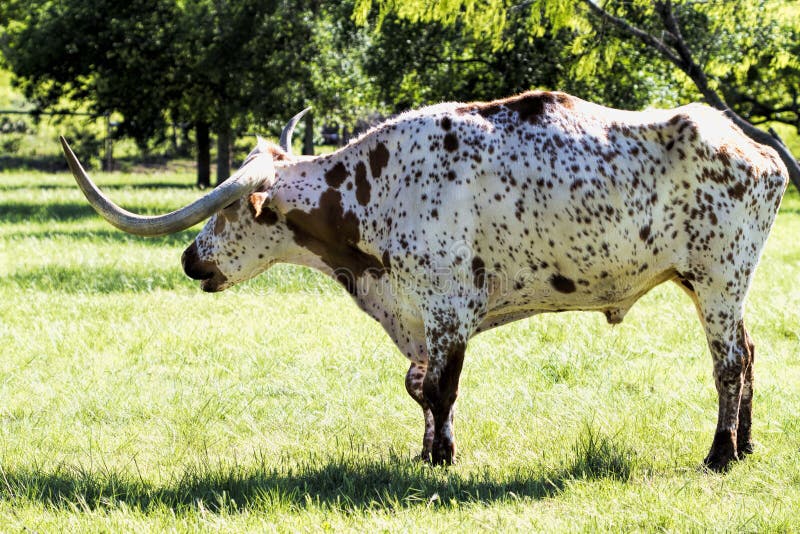 Big Texas Longhorn Steer 2 stock photo. Image of white - 57720006