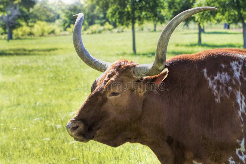 Big Texas Longhorn Steer 3 stock photo. Image of farm - 57720010