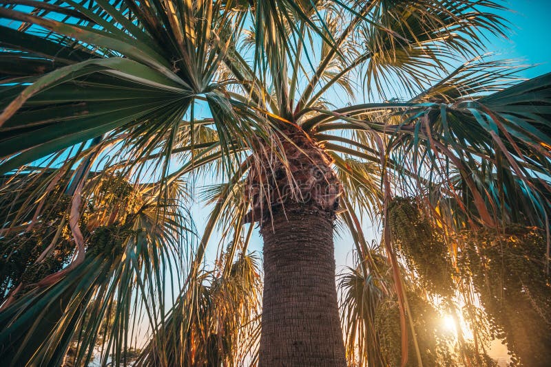 Big thick palm tree stock photo. Image of blue, exotic - 183623070