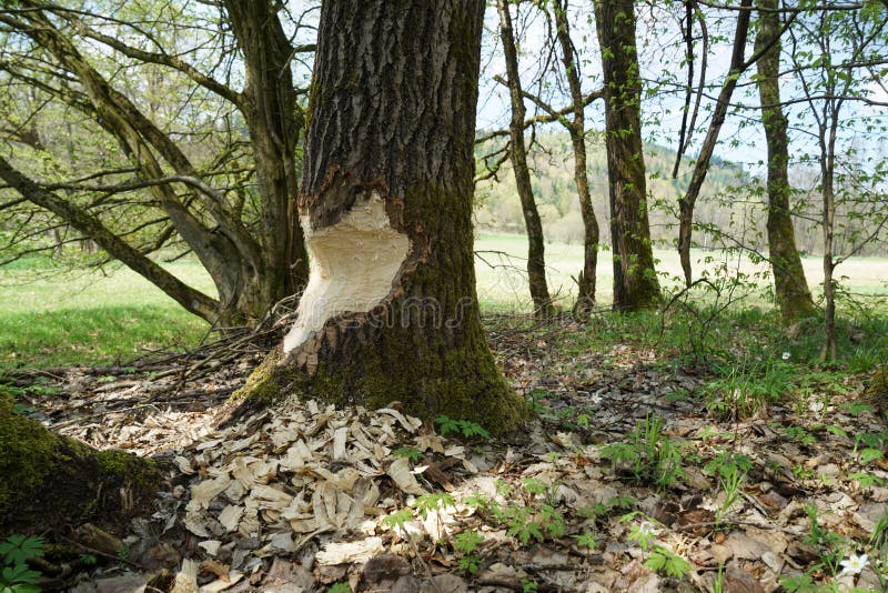 Big Thick Tree Gnawed by a Beaver in the Forest Stock Image - Image of ...