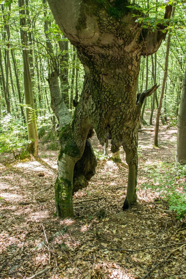 Big Old Thick Tree Trunk of Platycladus Orientalis, Also Known As ...