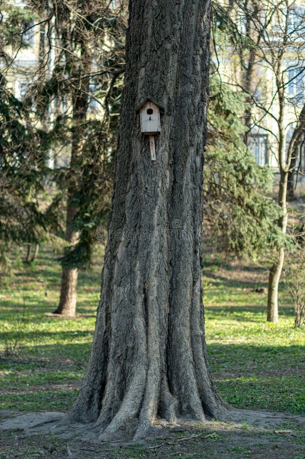 Big Thick Tree in the Park with a Birdhouse. Daylight in the Park Stock ...