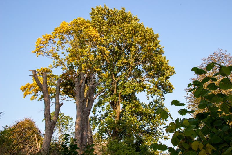 A Big Thick Tree on a Summer Day Stock Image - Image of leaf, spring ...