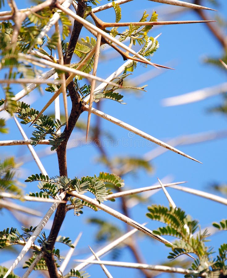 1,138 Fence Thorns Stock Photos - Free & Royalty-Free Stock Photos from ...