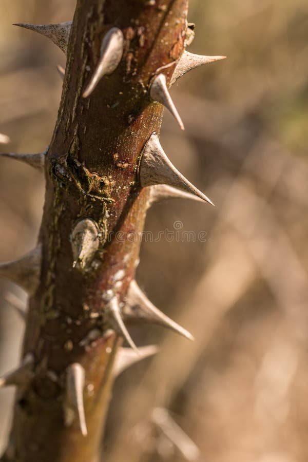 Big thorns stock image. Image of fabulous, legend, spines - 102795509