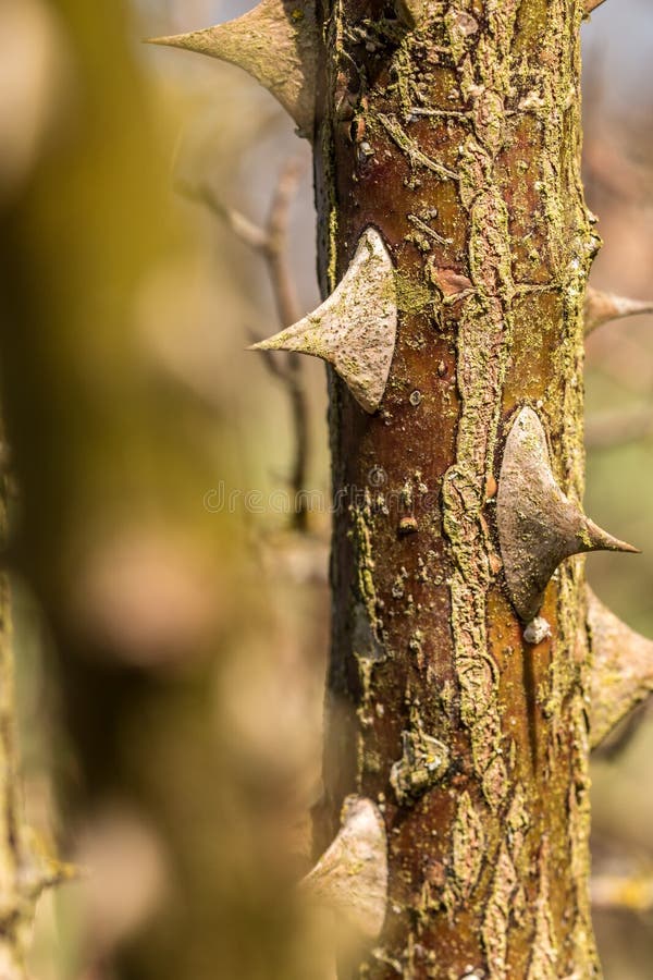 Big thorns stock image. Image of tree, spines, beauty - 102795543