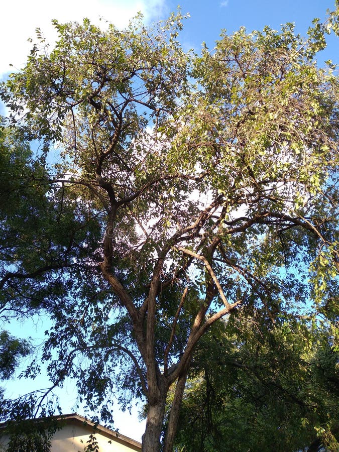 The big three stock image. Image of sunlight, grove - 256590727