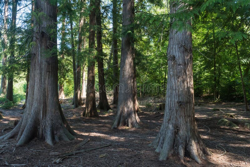 A Row of Thuja Trees Spherical Thuja Danica Shrubs in the City Park ...