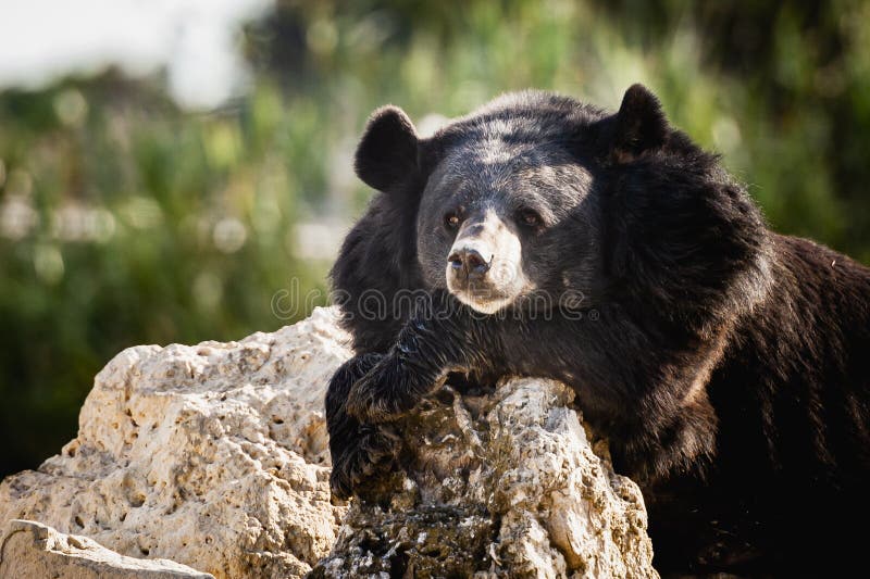 Portrait of a Tibetan Bear Lying on a Rock Stock Image - Image of ...