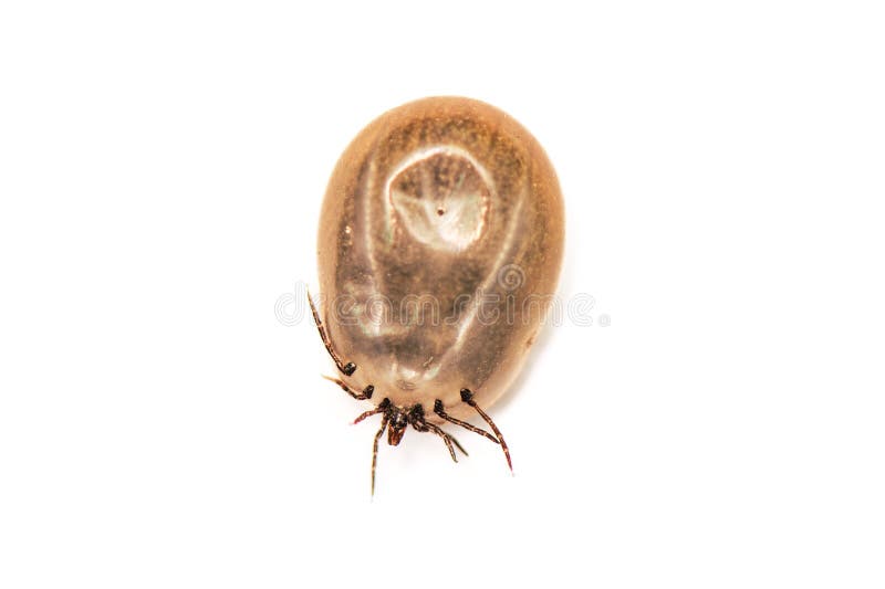 A big tick full of blood stock photo. Image of removal - 325290370