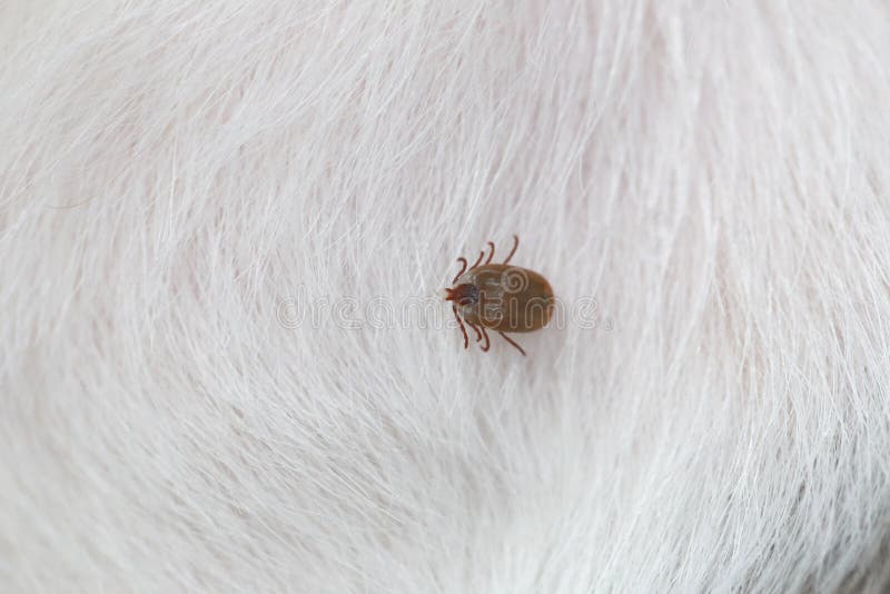 Big Ticks on a dog. stock photo. Image of canine, blood - 38843570