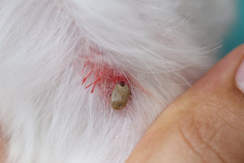 Big Ticks on a dog foot. stock photo. Image of cleaning - 38843258