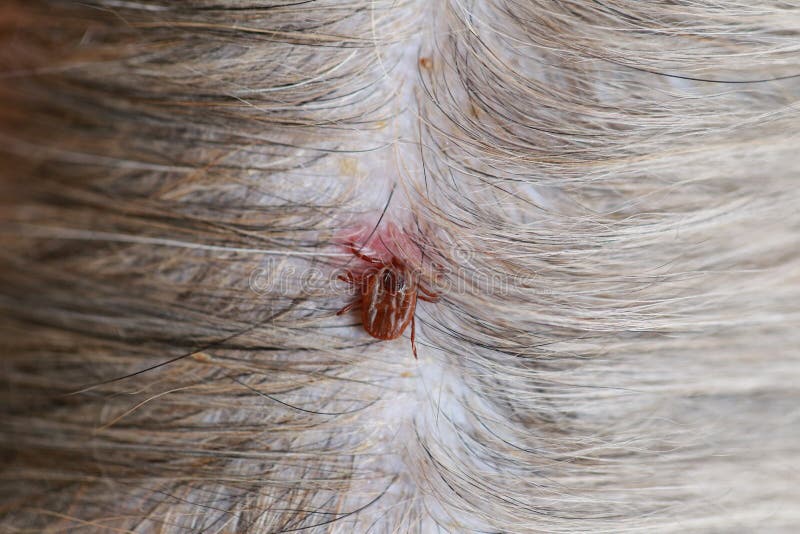 Big Ticks on a dog. stock photo. Image of canine, blood - 38843570