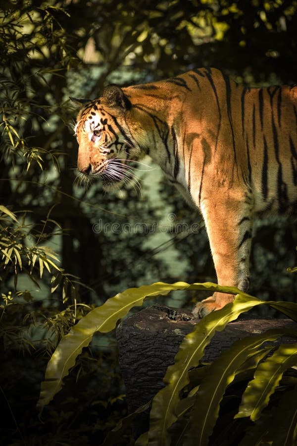 Big tiger stock image. Image of tigris, predator, great - 178591851
