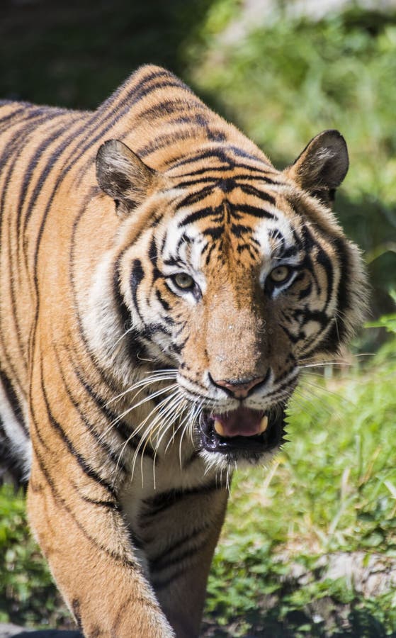 Big tiger stock photo. Image of look, carnivore, conservation - 64914846