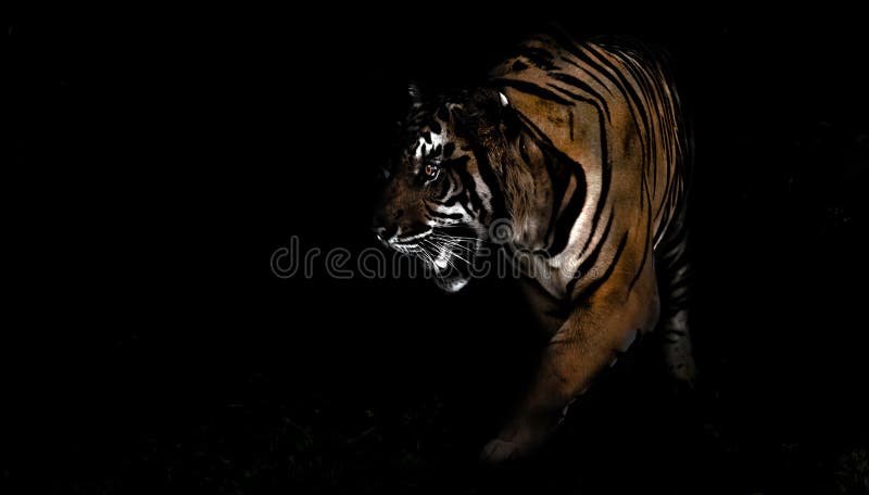 Big Tiger in Night Predator Stock Photo - Image of dark, male: 189183696