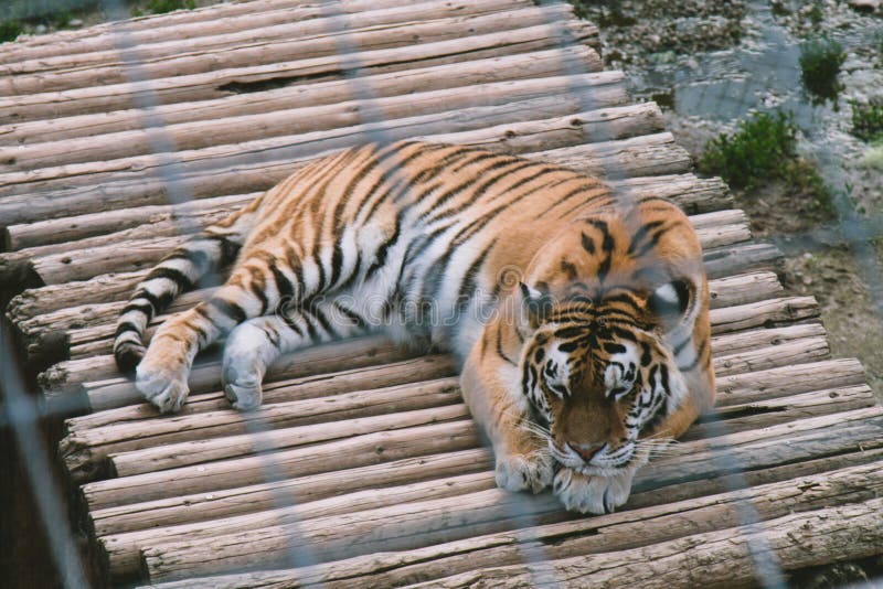 249 Tiger Bench Stock Photos - Free & Royalty-Free Stock Photos from ...