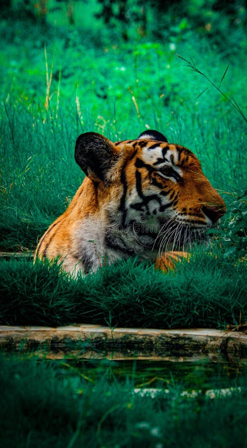 Big Tiger Swimming in Water Surrounded by Grass Stock Photo - Image of ...