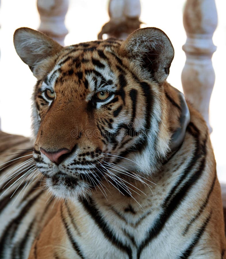 Big tiger, Thailand stock photo. Image of indochinese - 79165460