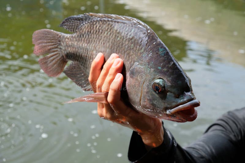 Big Tilapia on farmer hand stock photo. Image of dish - 243727890