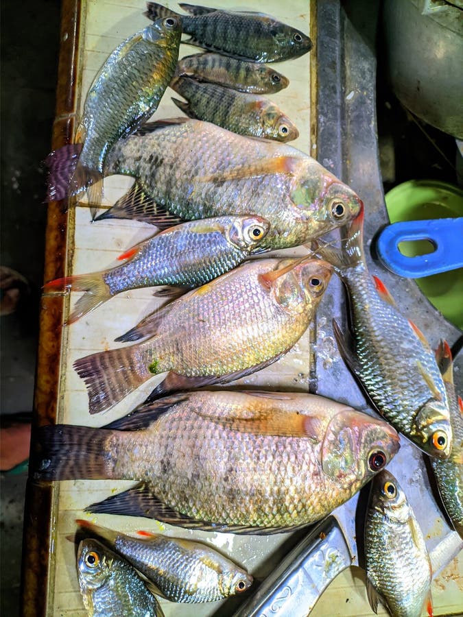 Big Tilapia Fish from Indonesia Lake Stock Image - Image of tilapia ...