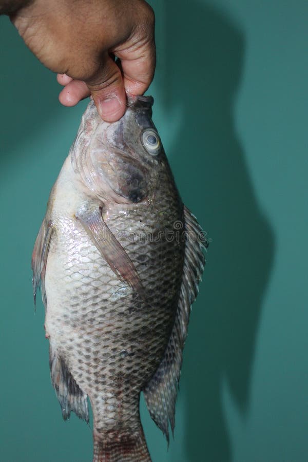 Big Tilapia Mossambicus Fish in Hand Invasive Tilapia Fish in Hand ...