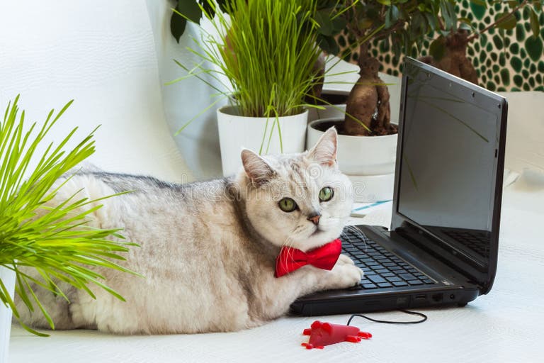 1,128 Cat Looking Computer Screen Stock Photos - Free & Royalty-Free ...