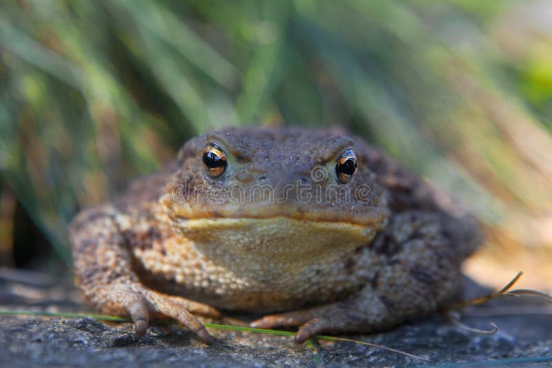 Big brown toad stock image. Image of plant, wildlife - 11530831