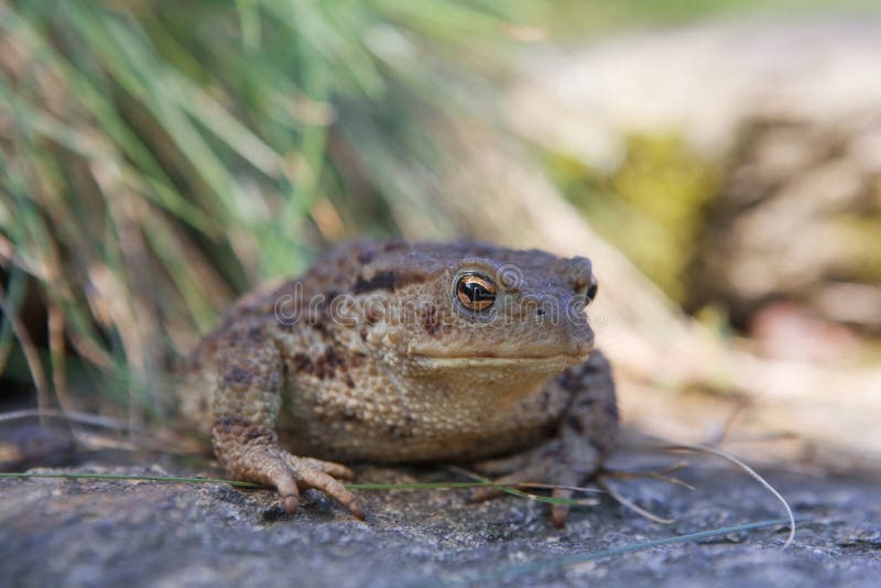 Big toad stock image. Image of closeup, animal, large - 11316299