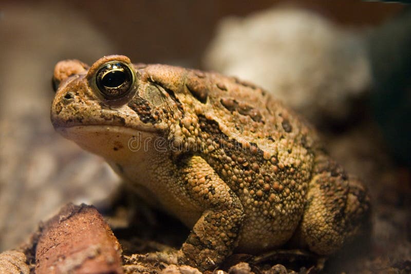 Big Toad Picture. Image: 1459564