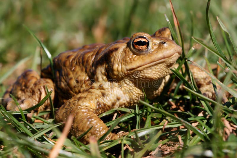 Western Toad stock photo. Image of amphibian, stripe, toads - 140282