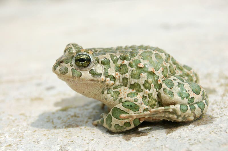 Big toad stock photo. Image of slimy, giant, small, marinus - 23196798