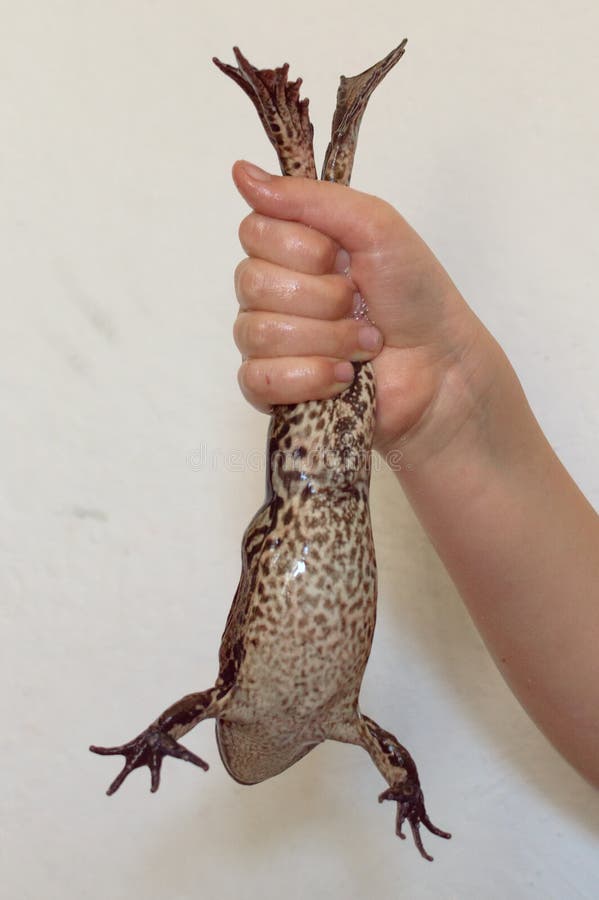 Big Toad in Children& X27;s Hands Stock Photo - Image of background ...