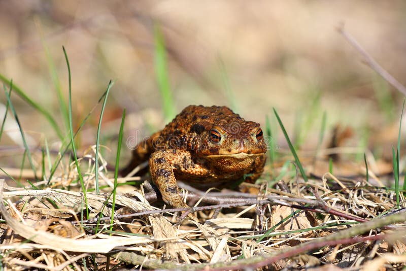 Big toad in the grass stock photo. Image of wild, macro - 23955770