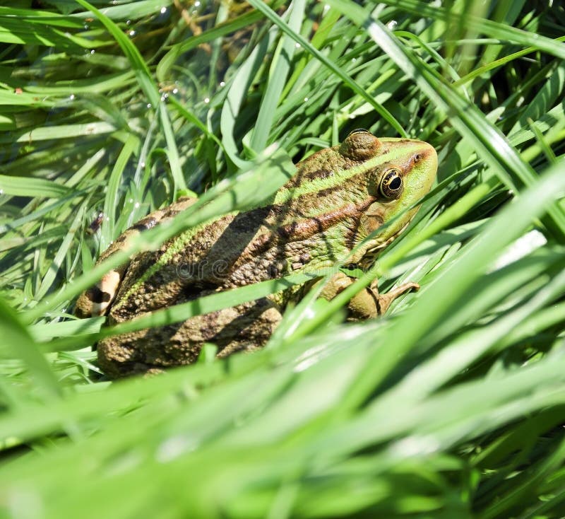 Big toad in the grass stock photo. Image of marsh, frog - 246192458