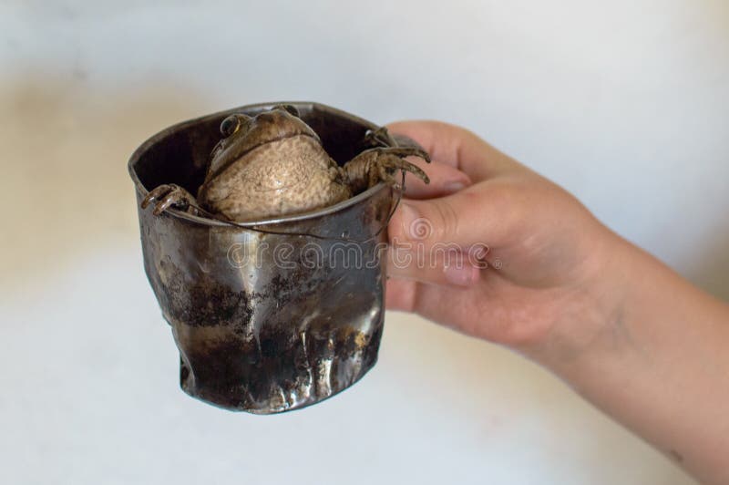 Big Toad in a Metal Mug with Water Stock Photo - Image of skin ...