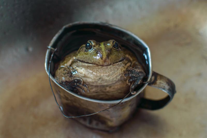 Big Toad in a Metal Mug with Water Stock Image - Image of brown, wild ...