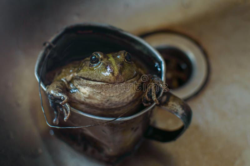 Big Toad in a Metal Mug with Water Stock Image - Image of brown ...