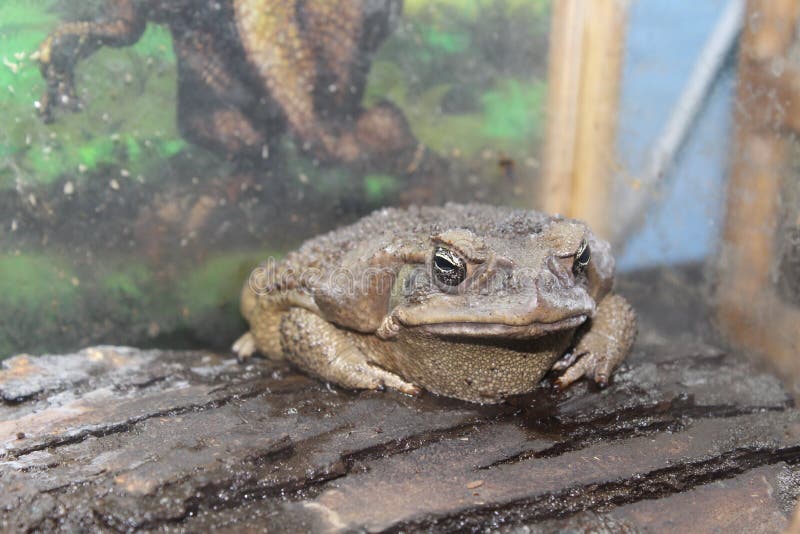 Big toad stock photo. Image of marinus, green, cane, jungle - 21640882