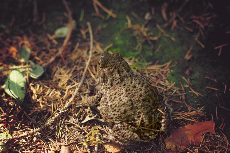 The Big Fat Toad Turned Its Back and Looks at the Direction of the ...