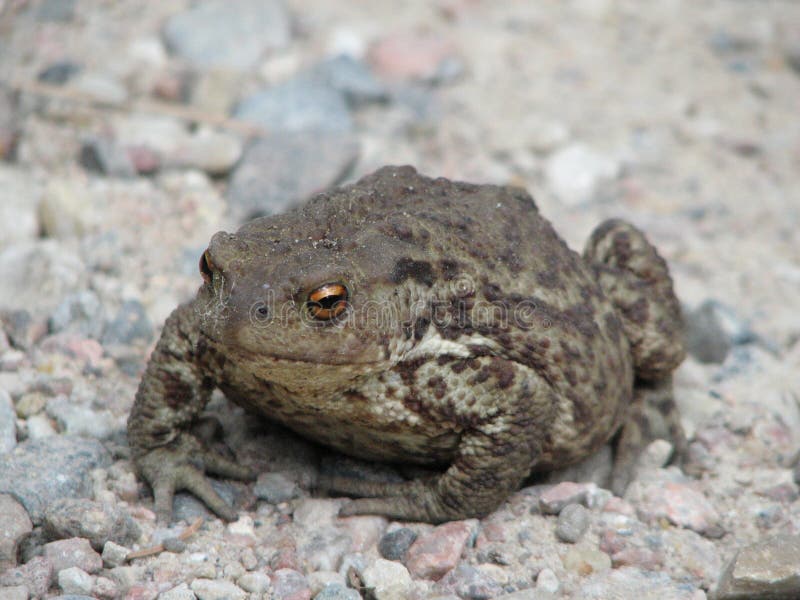 The Big Toad is Waiting for Lunch Stock Image - Image of eyes, lizard ...