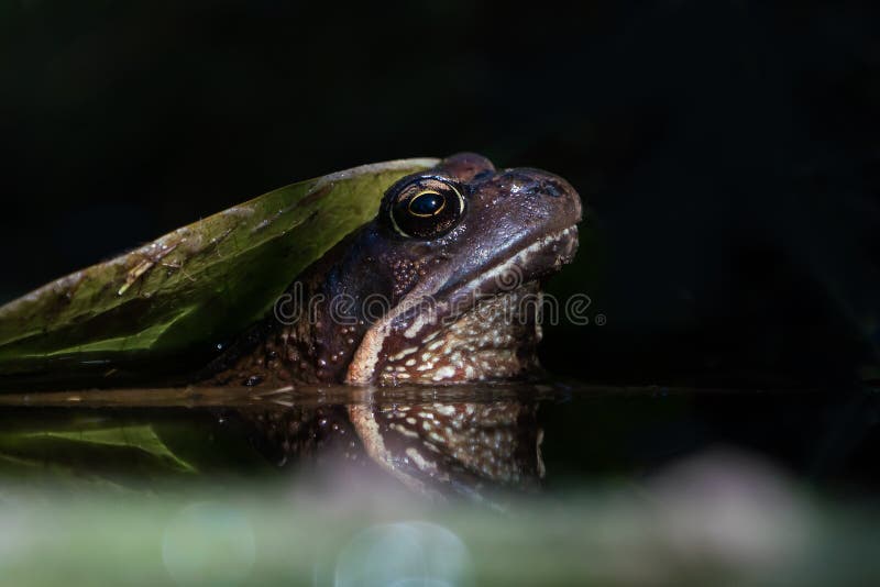 Big fat toad stock image. Image of animal, white, shot - 25798905