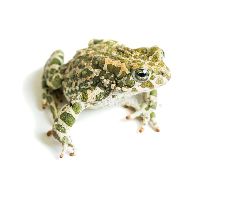 3,148 Big Toad Stock Photos - Free & Royalty-Free Stock Photos from ...