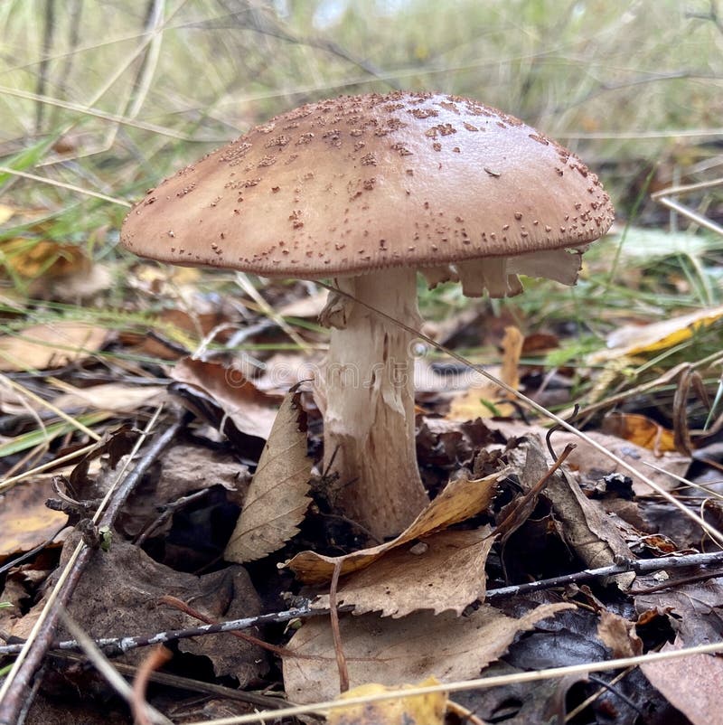 Big toadstool stock image. Image of autumn, poison, toadstool - 229490209