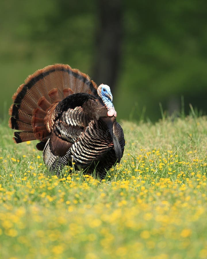 Big Tom stock image. Image of pasture, gobble, feast - 25753733