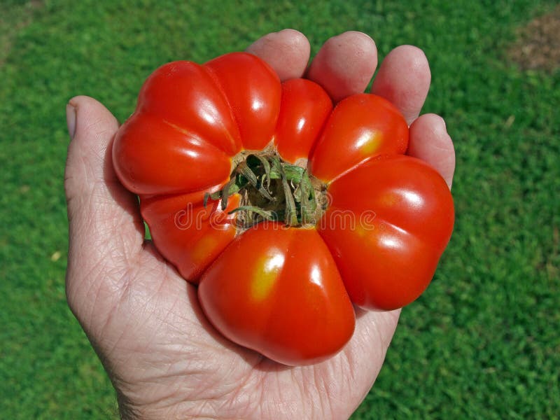 Big tomato stock image. Image of sunny, grown, tomato - 20742101
