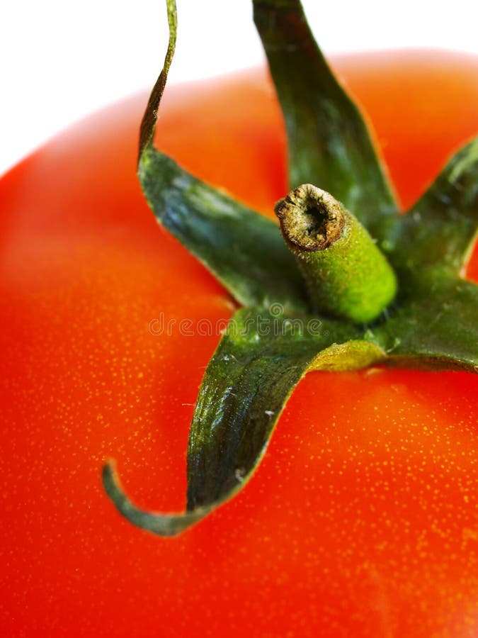 Big Tomato Picture. Image: 3059517