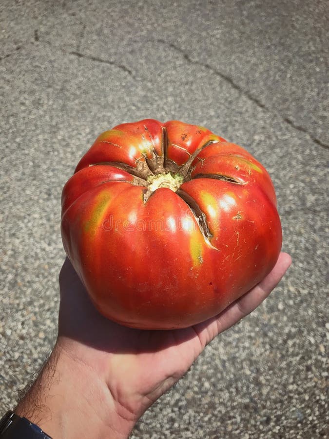 Hand with Tomato on Crop Land Stock Image - Image of crop, green: 98165123