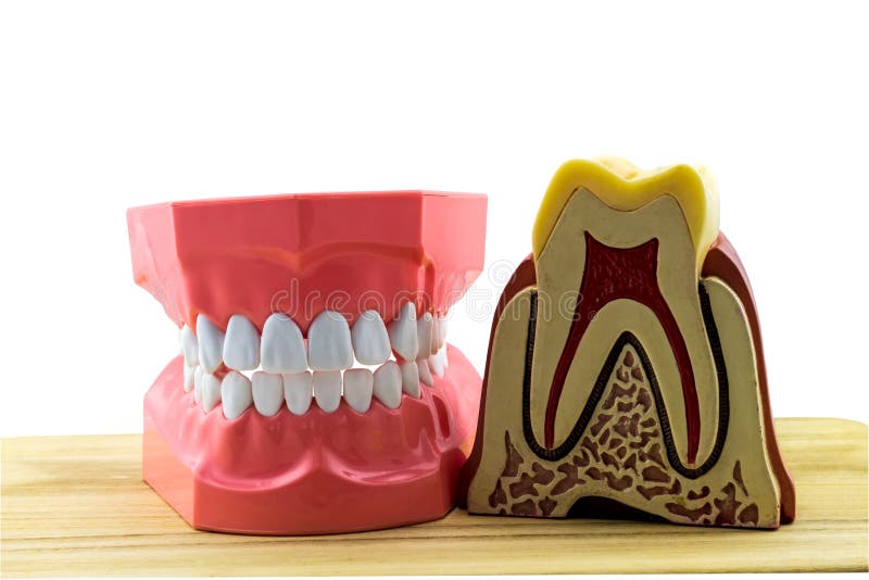 Big Tooth Model for Demonstation on White Wooden Background.Saved with ...