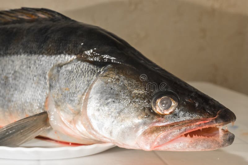 Big Toothy Fish on a Platter Side View Stock Image - Image of animal ...